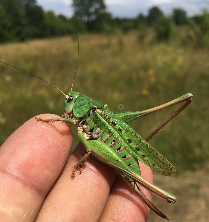 Saltamontes en la palma imagen de archivo. Imagen de saltamontes - 61418891