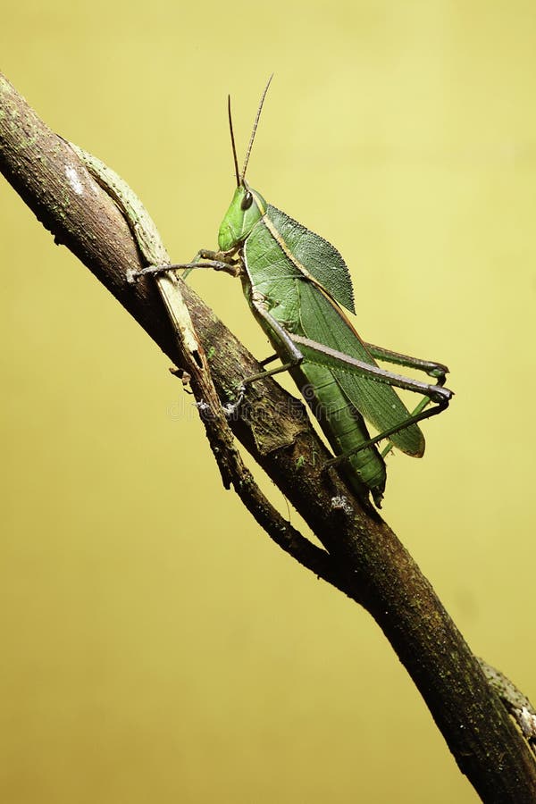 Insecto Del Saltamontes De La Selva Tropical Tropical Del Amazonas Foto ...