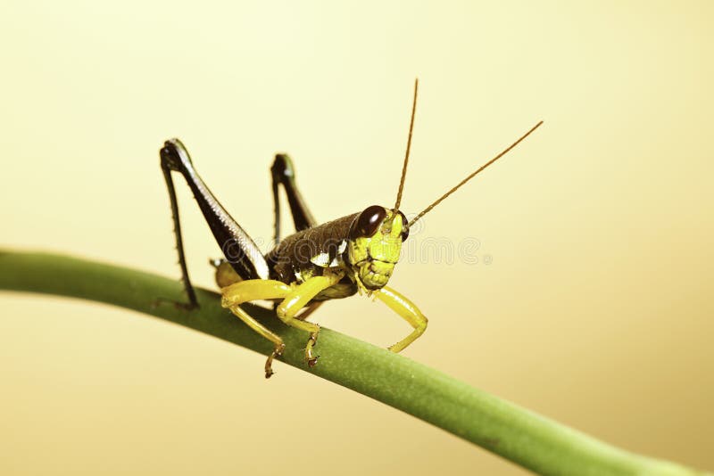 Insecto Del Saltamontes De La Selva Tropical Tropical Del Amazonas Foto ...