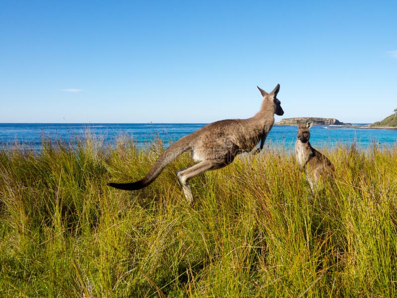 Saltando O Canguru Em Uma Praia Australiana Foto de Stock - Imagem de ...
