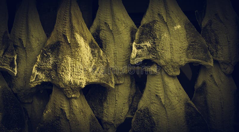 452 Dead Cod Fish Stock Photos - Free & Royalty-Free Stock Photos from ...