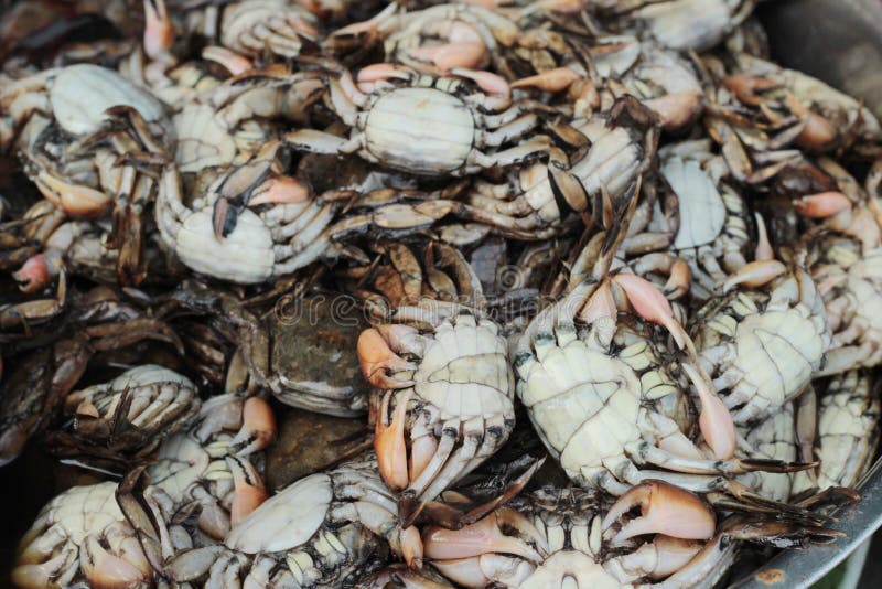 Salted Crab for Cooking in the Market. Stock Image - Image of ...