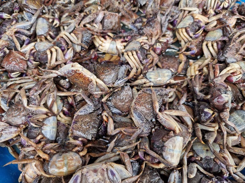 Salted Crab Tray for Making Papaya Salad Stock Image - Image of ...