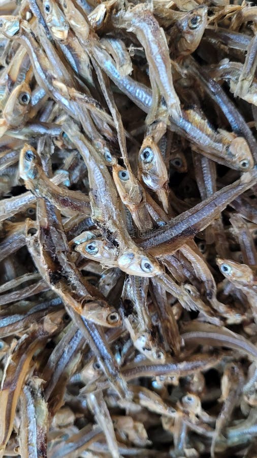 Salted Dried Fish Called Bolinao Stock Image - Image of fish, called ...