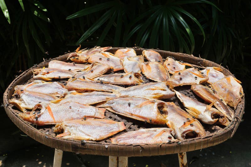 Salted and Dried Fish with Sun Bath Stock Photo - Image of fishing ...