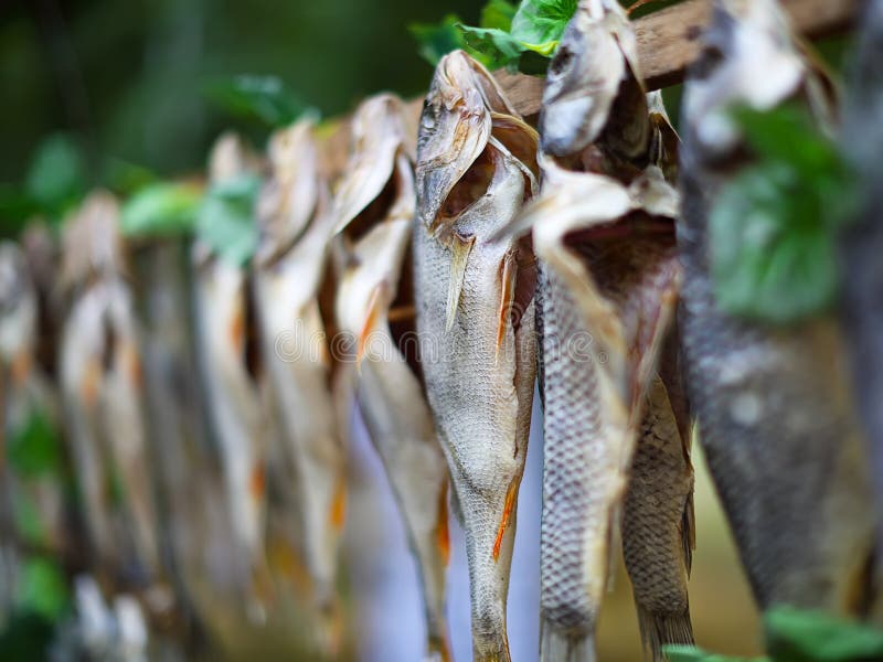 Salted dry fish stock photo. Image of hanging, food, market - 60362292