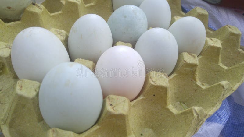 The Salted Duck Egg Device is Sold on a Paper Box Stock Image - Image ...