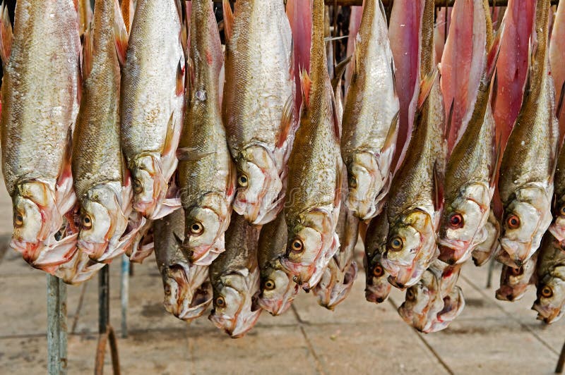 Salted fish stock photo. Image of salted, drying, cooking - 13081510