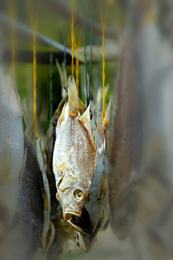 Salted fish stock image. Image of dead, preserve, carcinogen - 293027