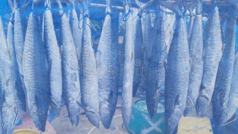 Salted Fish a Best Food Preservation. Stock Image - Image of salt, kong ...