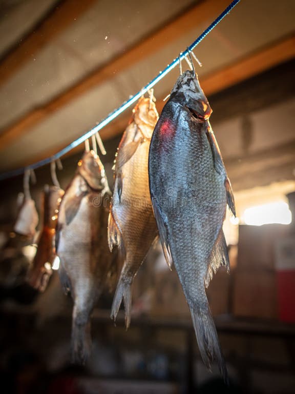 Salted Fish Dries on a Rope Stock Photo - Image of dead, dried: 173492460
