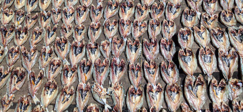 Salted Fish Drying in the Sun Stock Image - Image of drying, ikan ...