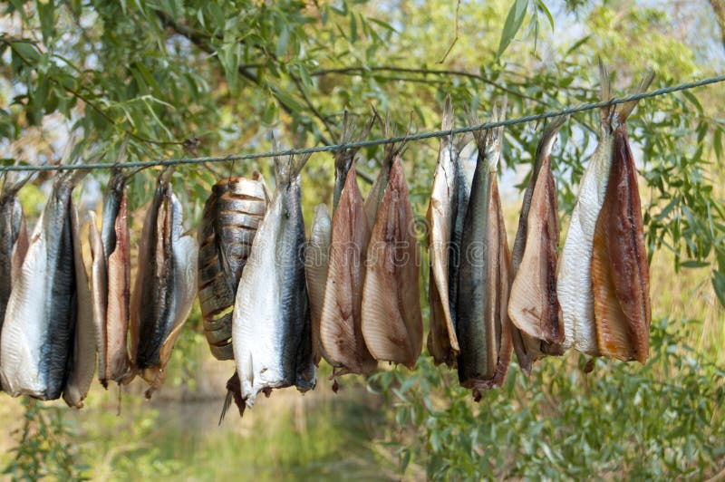 Salted Fish hang it stock photo. Image of meal, snack - 29467936