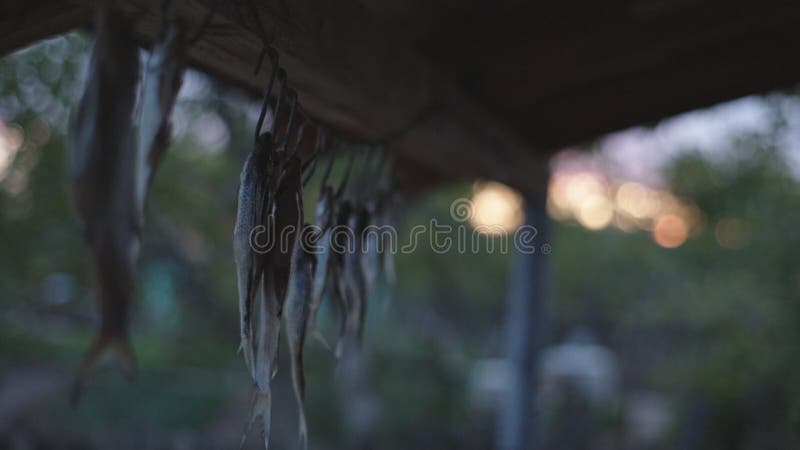 Salted fish hanging dried stock video. Video of fishing - 71872955