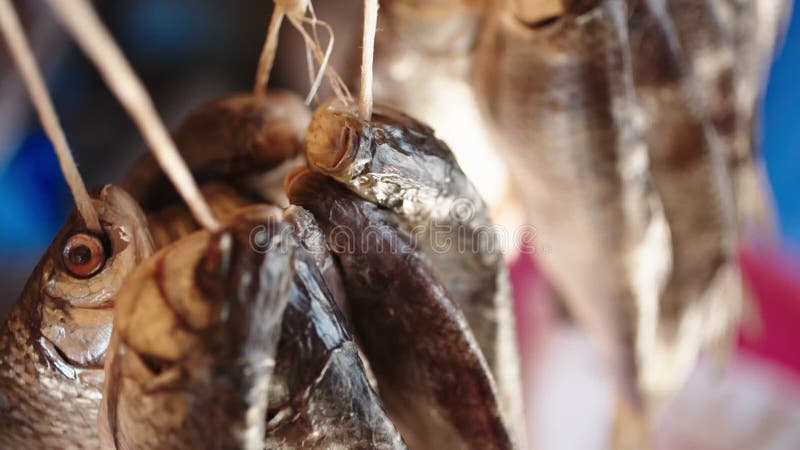Salted fish hanging dried stock footage. Video of fishing - 71756026
