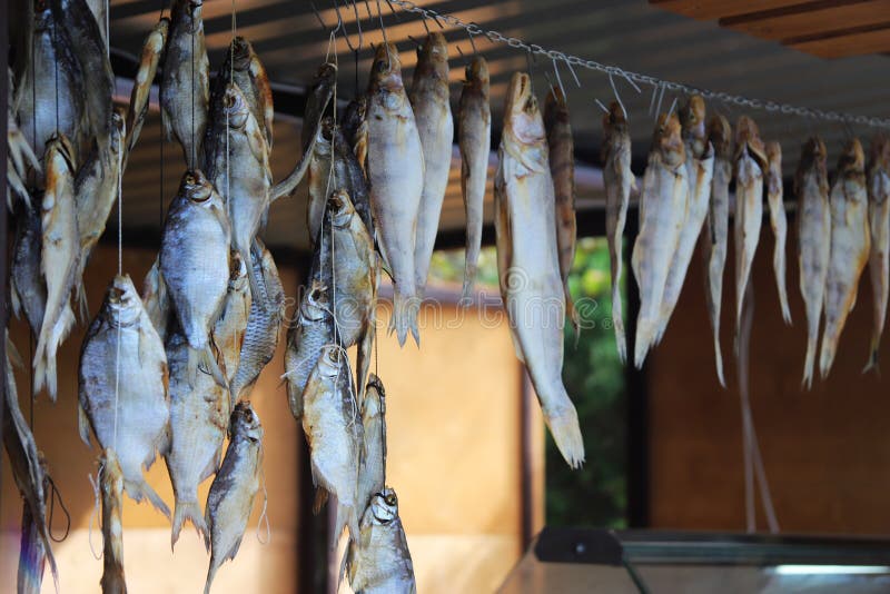 Salted River Fish Hanging on the Rope in the Drying Process Stock Photo ...