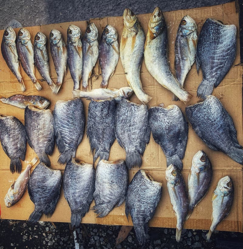 Salted Fish stock image. Image of fiesh, drying, dried - 302844693