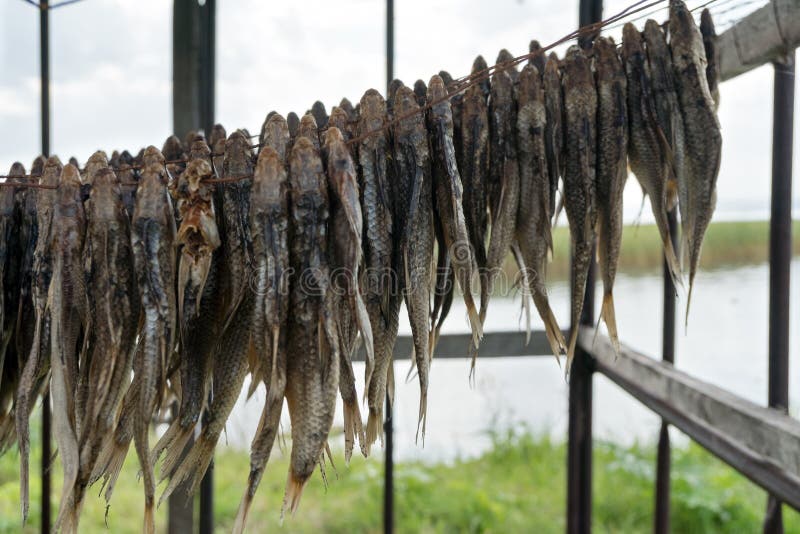 Dried Fish in Large Quantities. Warehouse of Dried Fish Stock Photo ...