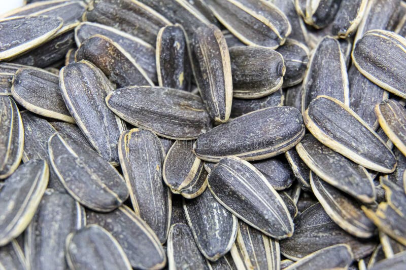 Salted Sunflower Seeds in the Shell Stock Image - Image of sunflower ...