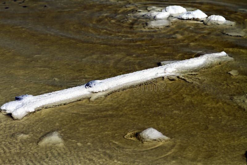 Salted Tree Log in the Water Stock Image - Image of exclusive, middle ...