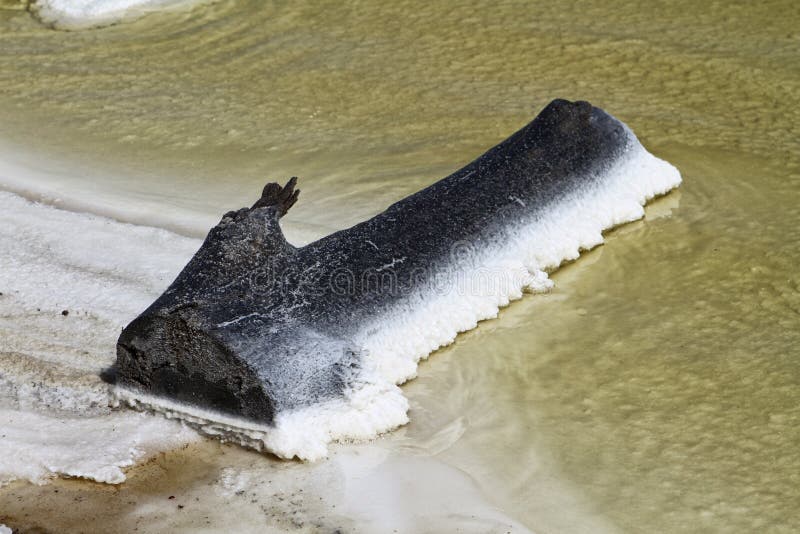 Salted Tree Log in the Water Stock Image - Image of palm, landscape ...