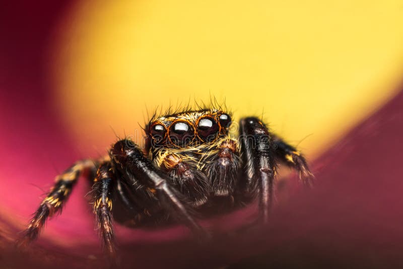Salticidae jumping spider stock photo. Image of spider - 29263356