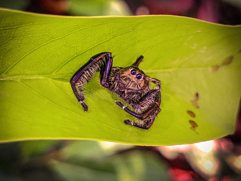 Salticidae jumping spider stock photo. Image of consisting - 316488490