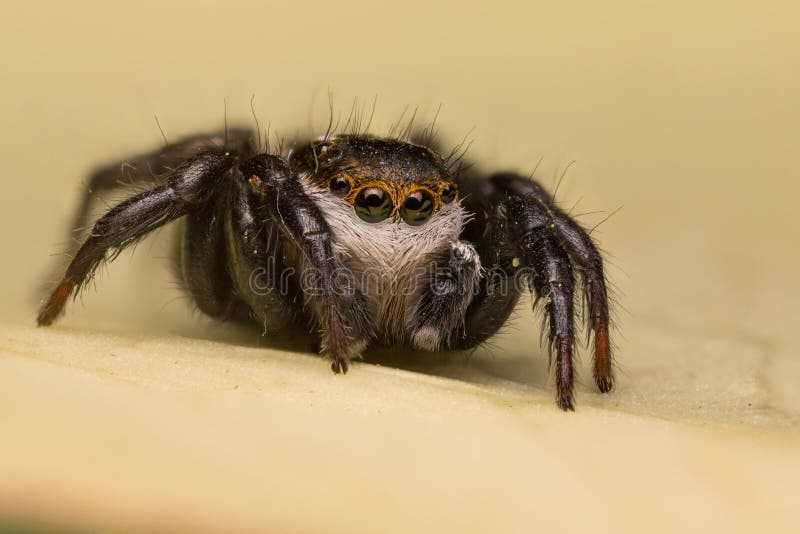Salticidae - Jumping Spider Stock Image - Image of macro, salticidae ...