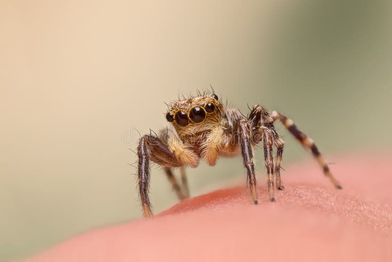 Salticidae - Jumping Spider Stock Image - Image of salticidae, spider ...