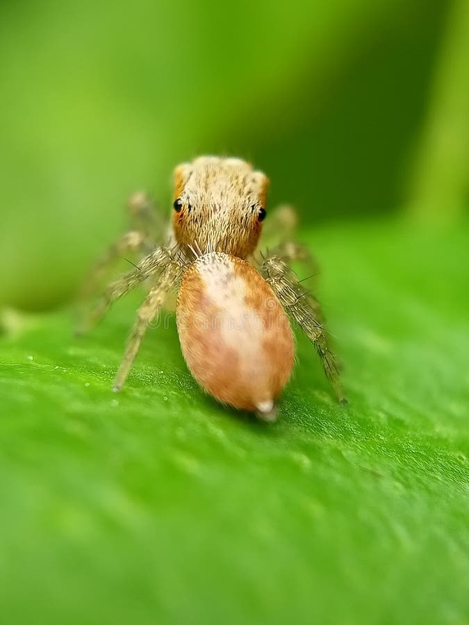 Salticidae or Jumping Spiders on the Leaf Surface Photo Stock Image ...