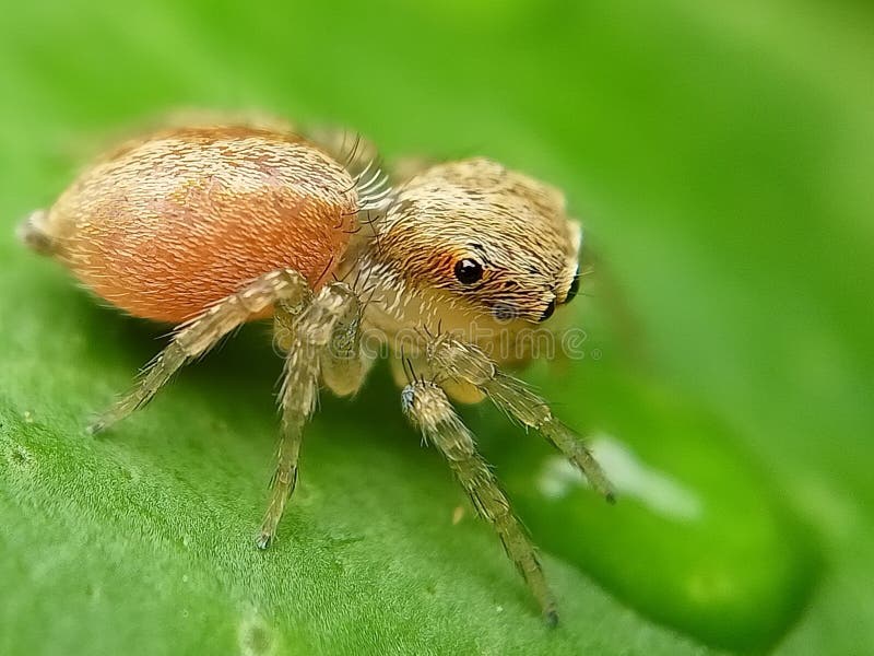 Salticidae or Jumping Spiders on the Leaf Surface Stock Image - Image ...