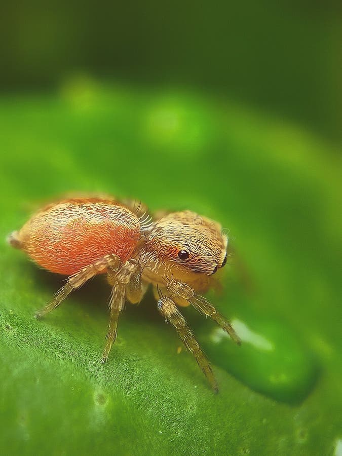 Salticidae or Jumping Spiders on the Leaf Surface Photo Stock Image ...