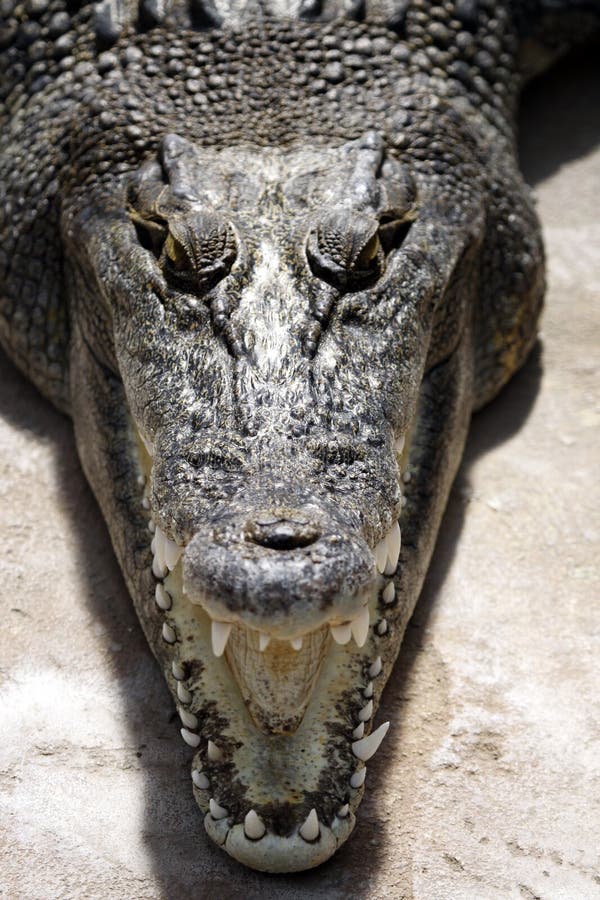 Saltie stock photo. Image of reptile, open, northern - 19410180