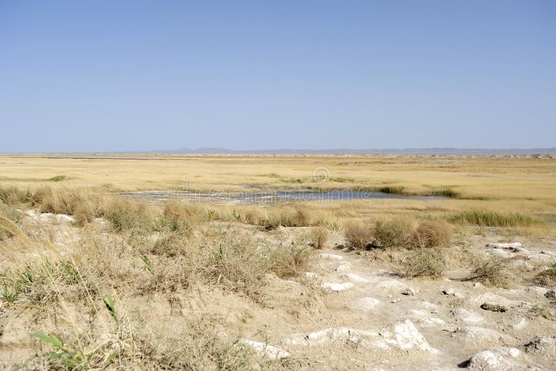 Saltmarsh in west China stock image. Image of yellow - 48161641