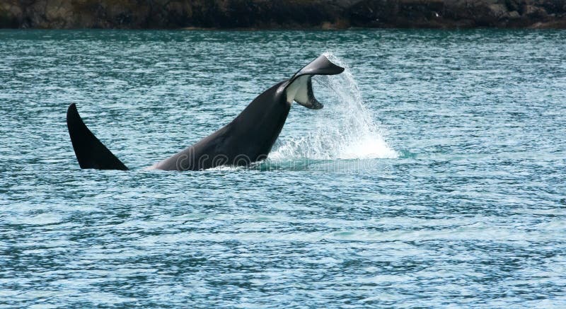 Salto De La Orca Con La Cola Levantada Foto de archivo - Imagen de ...