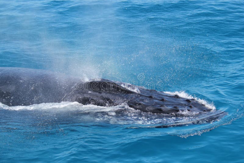 Salto della balena immagine stock. Immagine di gobba - 47114343
