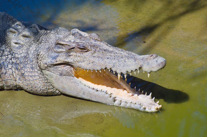 Saltwater Crocodile stock photo. Image of fauna, reptilian - 22742714