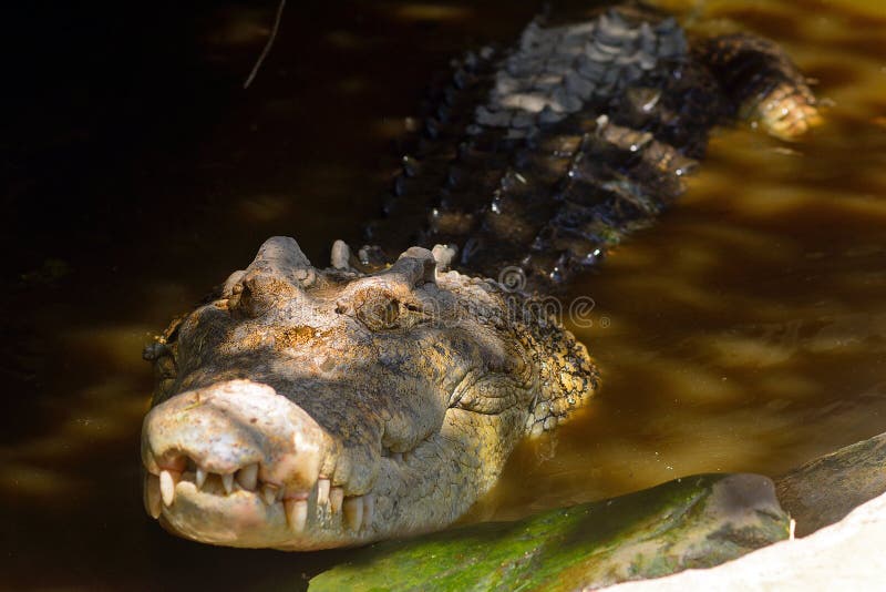 Scary Saltwater Or Estuarine Crocodile (crocodylus Porosus) Is H Stock ...