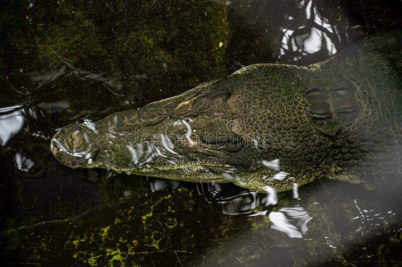 Saltwater Crocodile Head Close Up Stock Image - Image of water, river ...