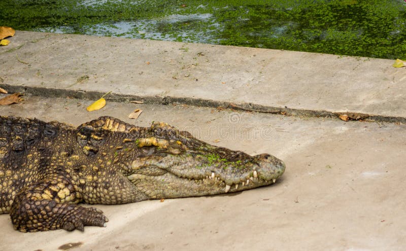 Saltwater Crocodile in Pond Stock Image - Image of rough, carnivore ...