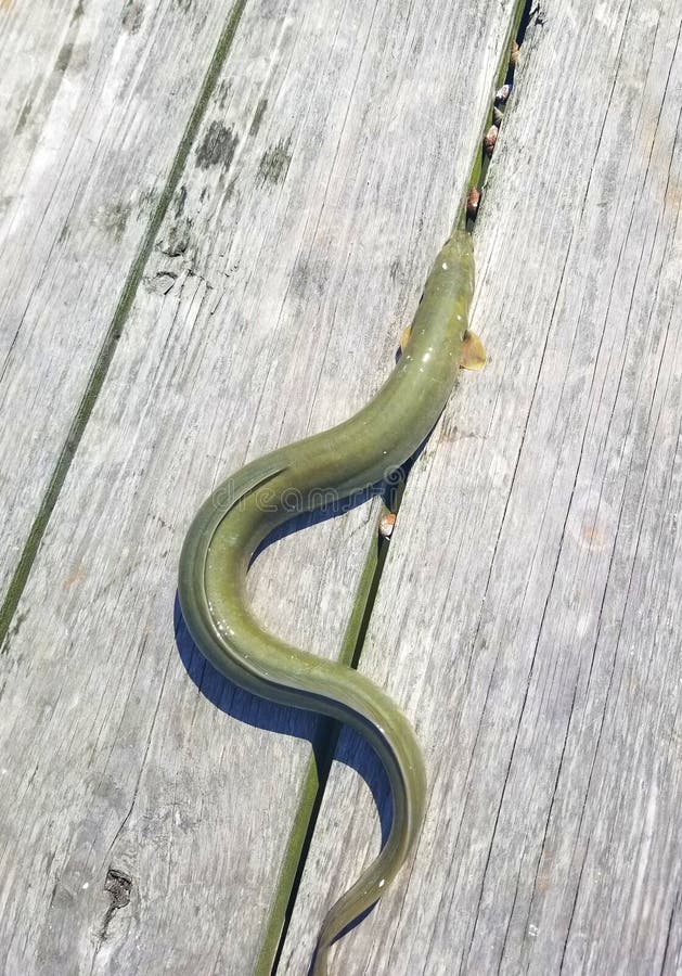 A live saltwater eel stock photo. Image of fish, moving - 194536024