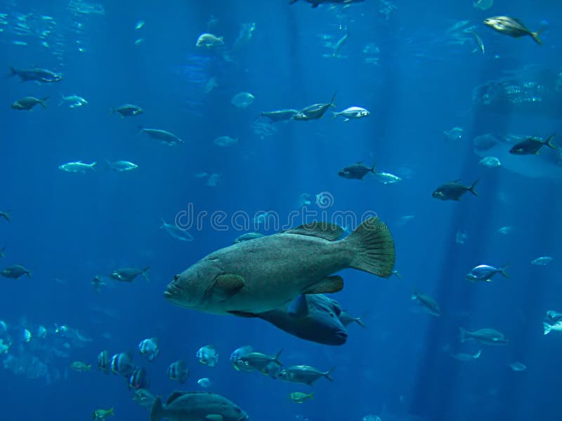 Saltwater Fish stock photo. Image of scuba, aquarium - 17472326