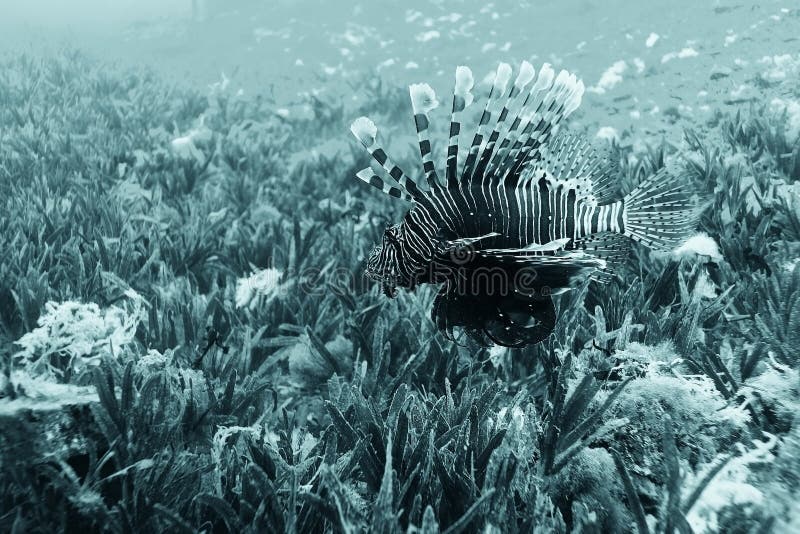 Saltwater Fish on a Coral Reef Stock Photo - Image of coral, aqualung ...