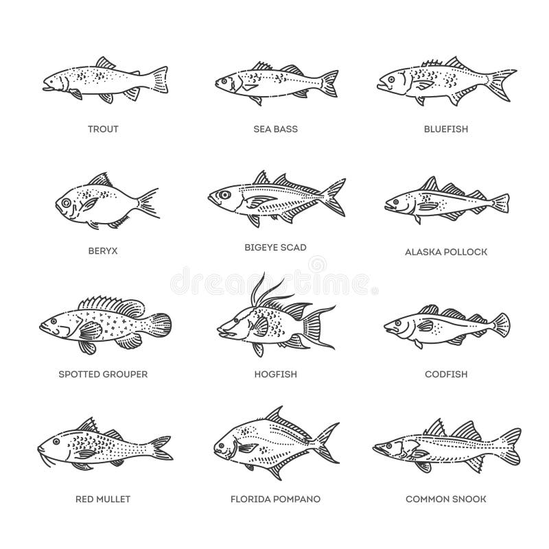 Saltwater Fish Set. Types Marine and Ocean Fish Stock Vector ...