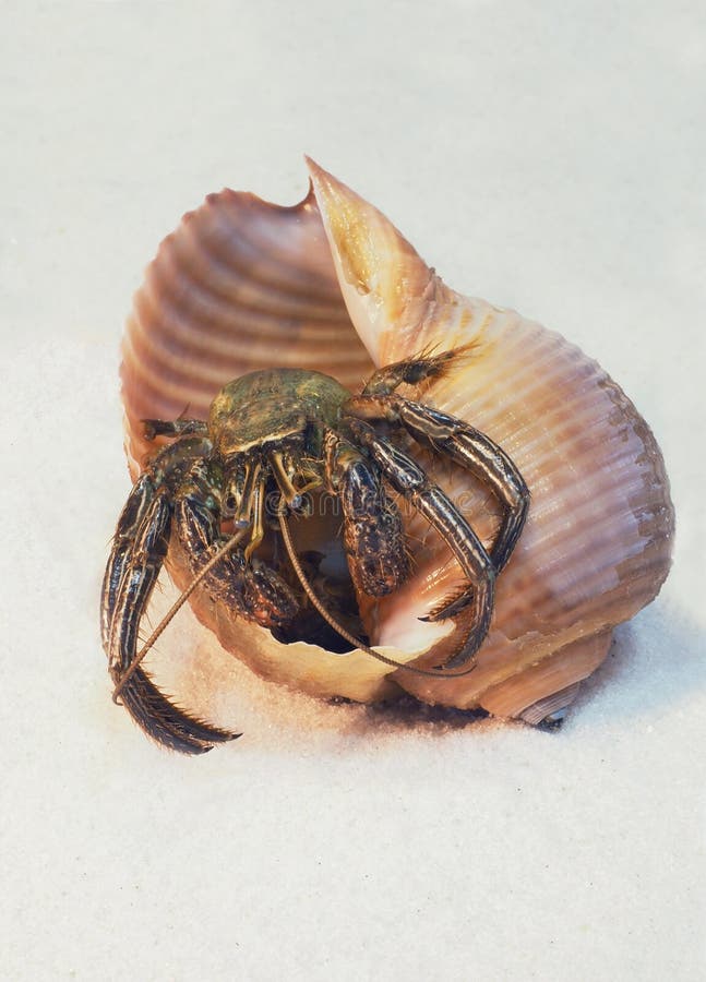 Saltwater Crab, Closeup, Kurusadai Island, Gulf of Mannar Biosphere ...