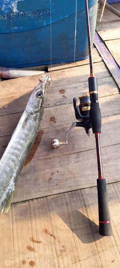 Saltwater Predatory Barracuda Fish Stock Photo - Image of fish ...
