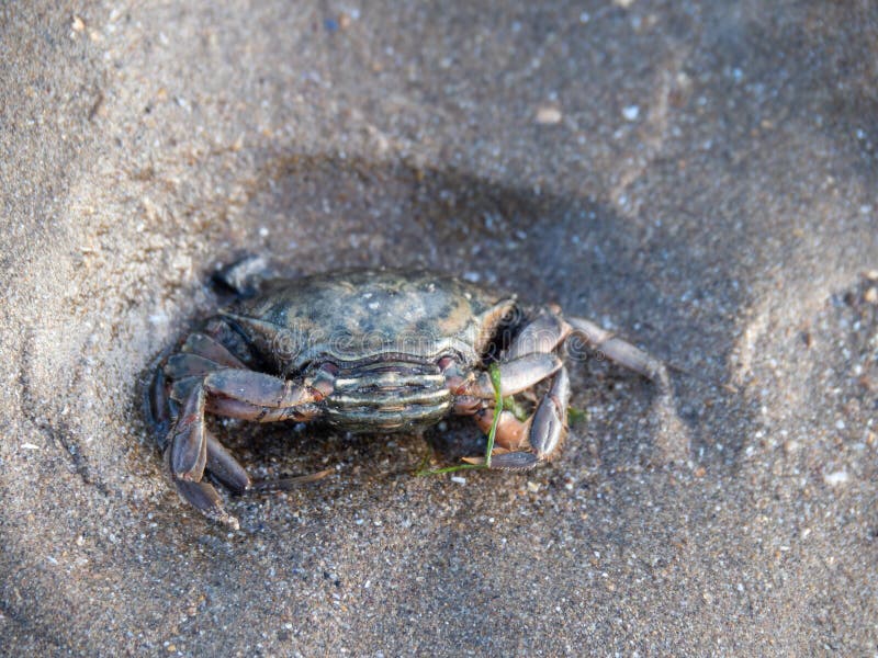 Saltwater Shore Crab Carcinus Maenus on Beach, North Devon, England ...
