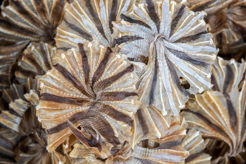 Salty Dried Stingray Fish Arranging for Sale Stock Photo - Image of ...