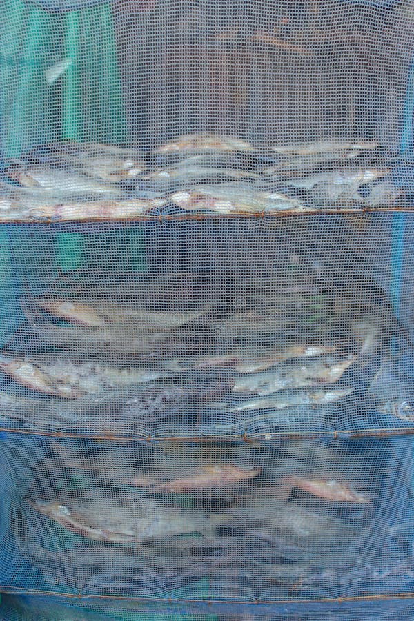 Salty Fish is Drying Inside of Net that Protects it from Insects Stock ...