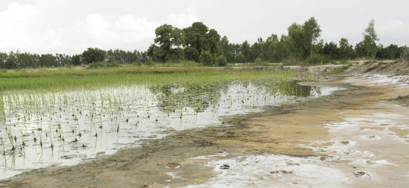 Agricultural Area with Saline Stained Soil Stock Image - Image of ...